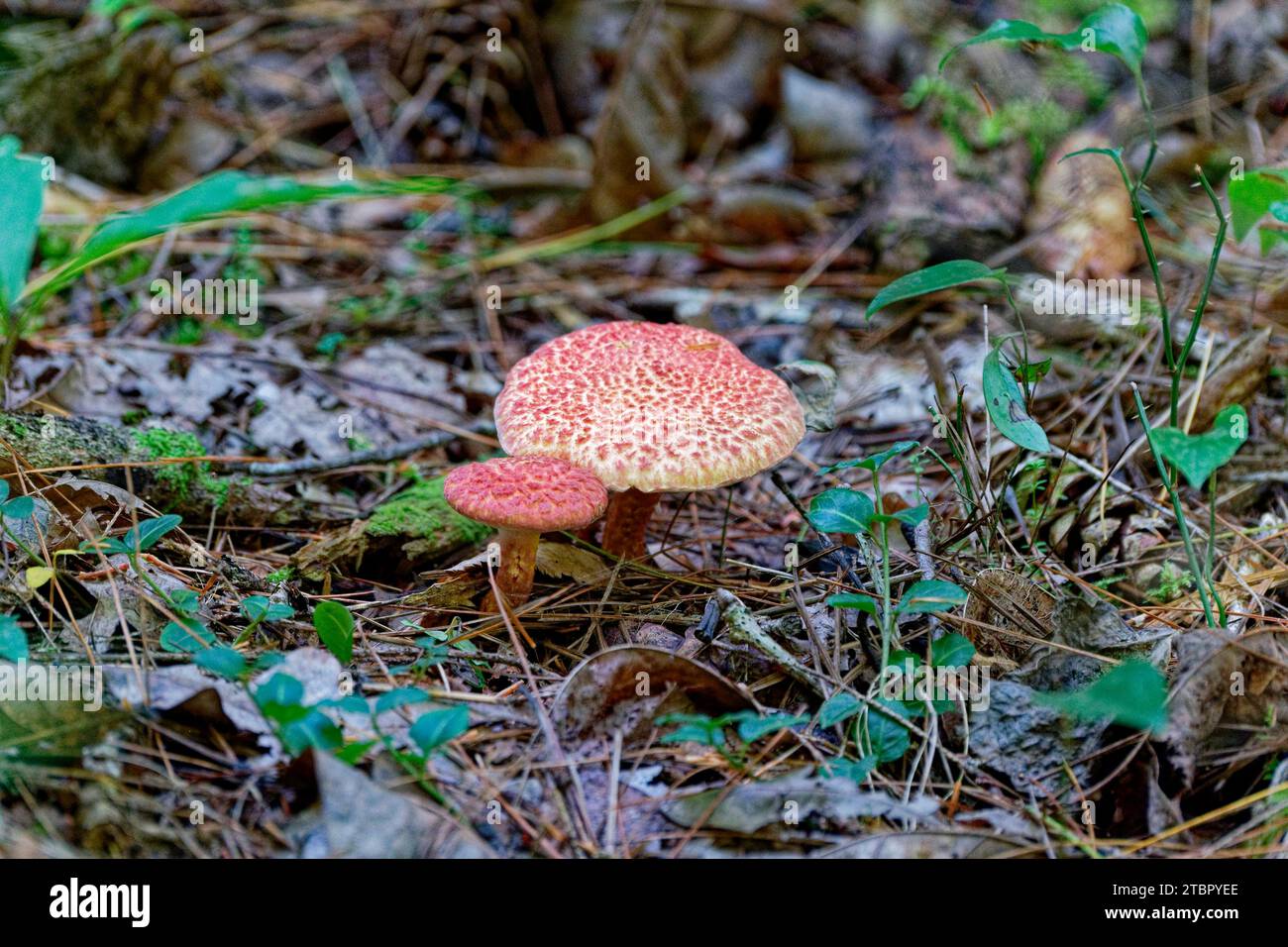Unusual looking couple of mushrooms yellow with a crackled red bumpy ...