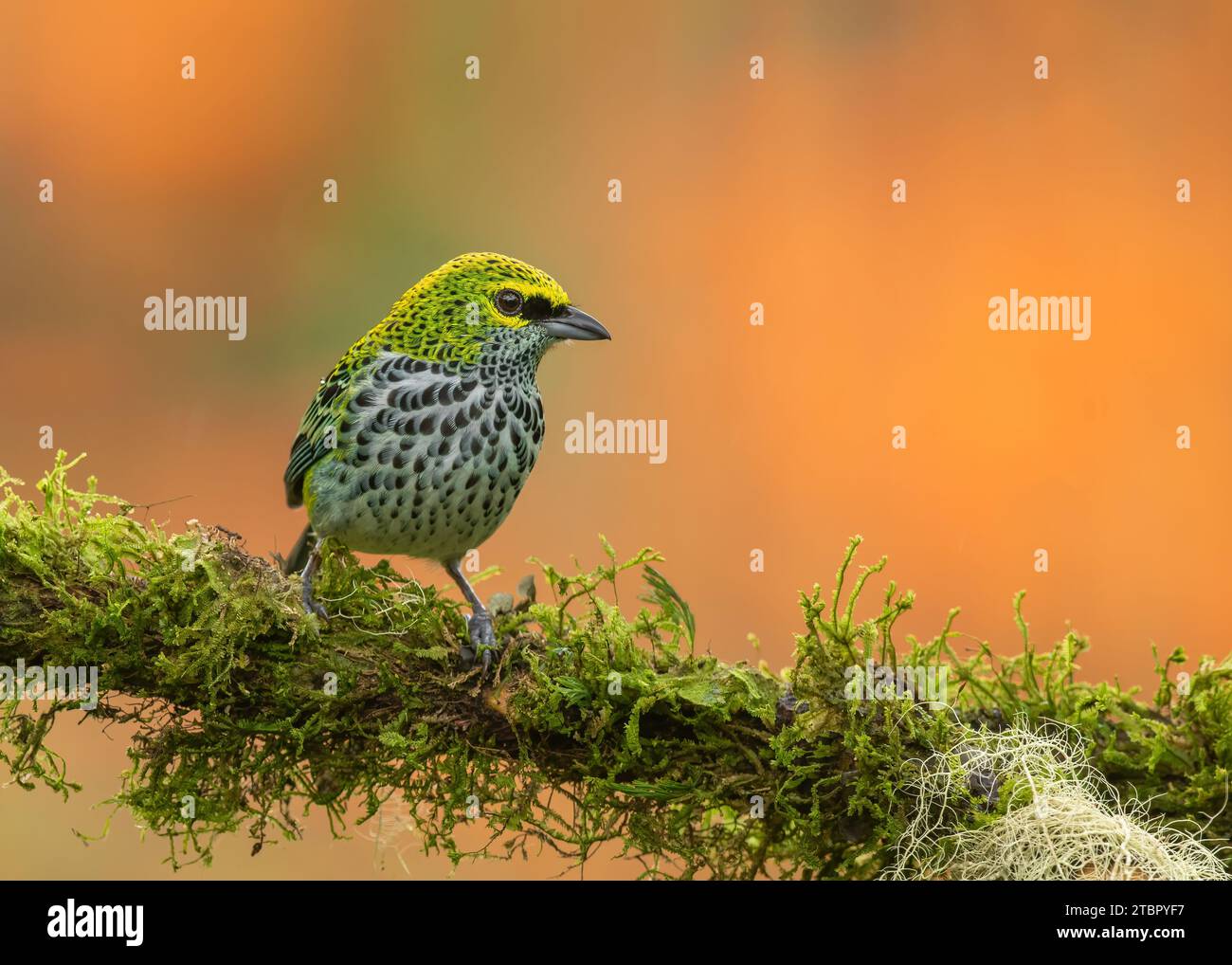 Bosque del tolomuco hi-res stock photography and images - Alamy