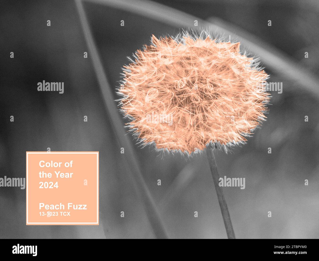 Color of the Year 2024 Peach Fuzz Stock Photo - Alamy