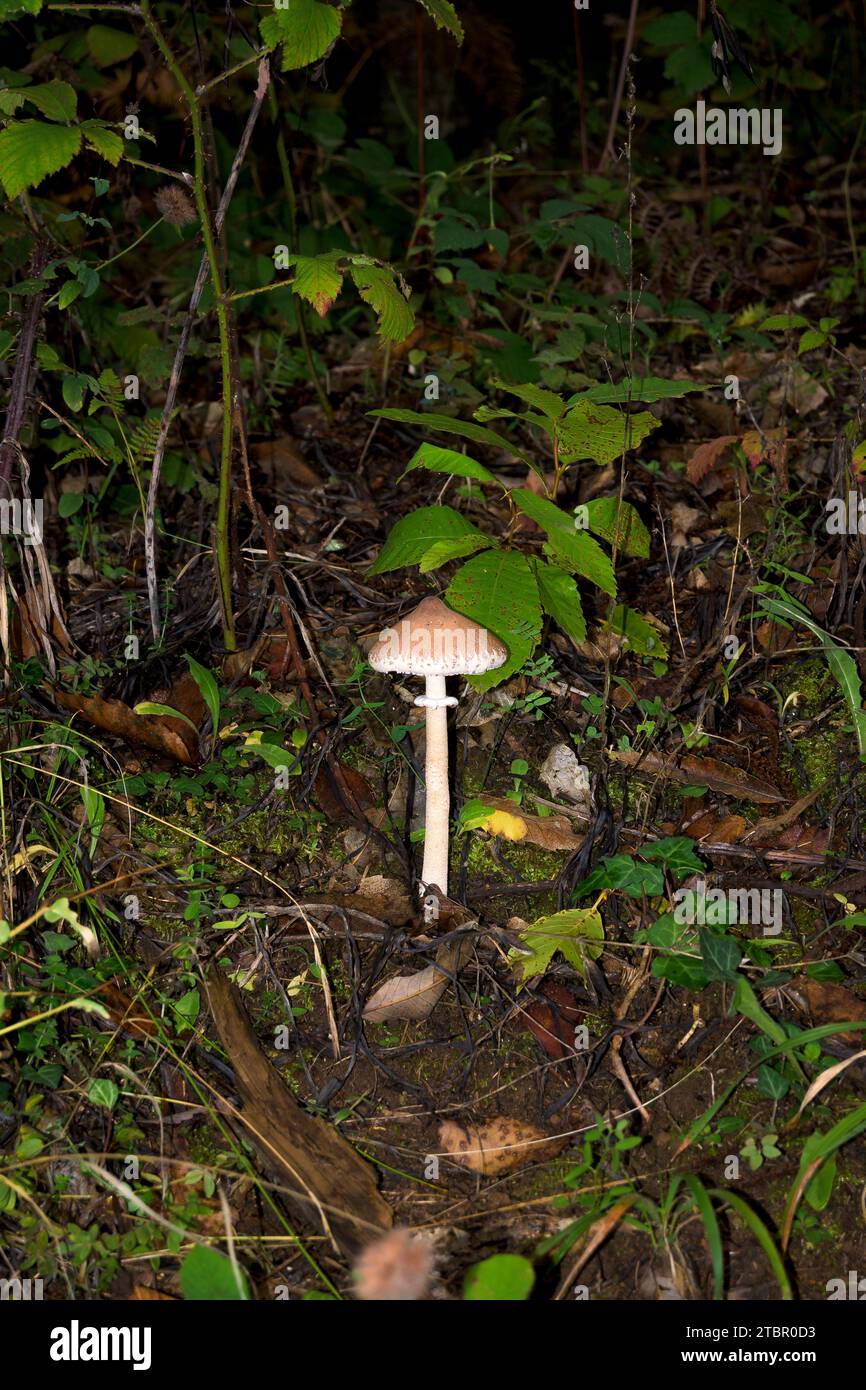 young poisonous green amanita phalloides in forest in autumn vertical ...