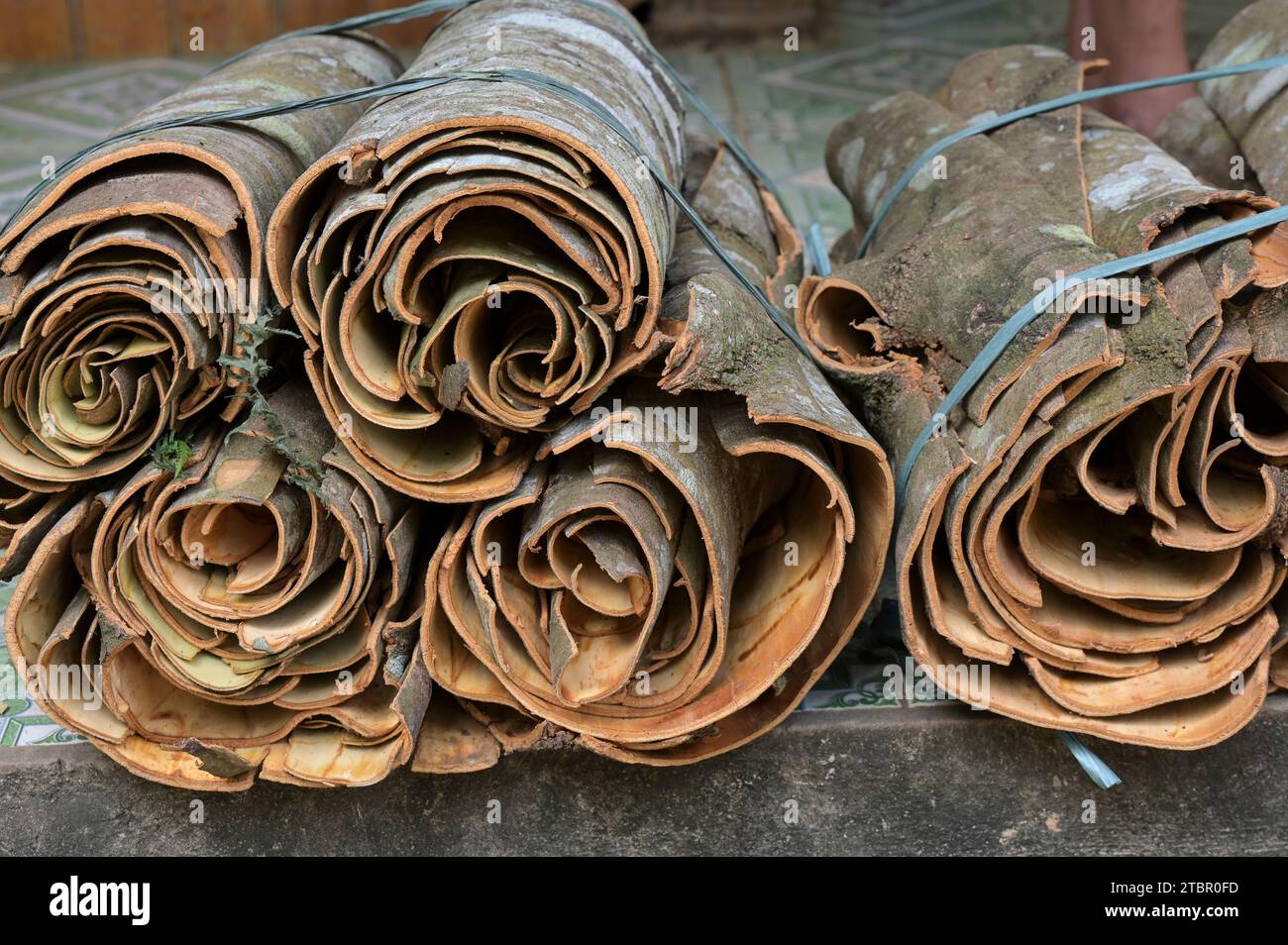 VIETNAM, Yen Bai Province, village Nam Lanh, cinnamon spices farming ...