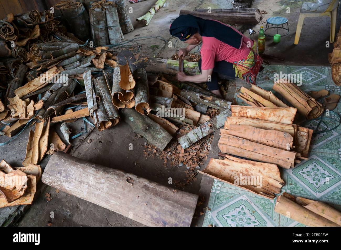 VIETNAM, Yen Bai Province, Dao village Nam Lanh, cinnamon spices ...