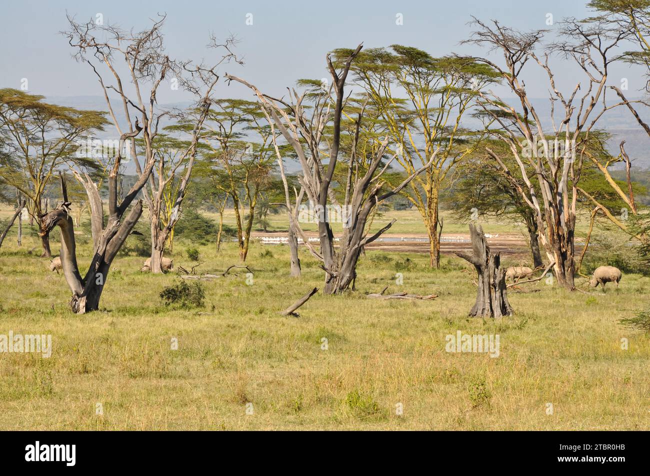 African savanna trees and grass hi-res stock photography and images - Alamy