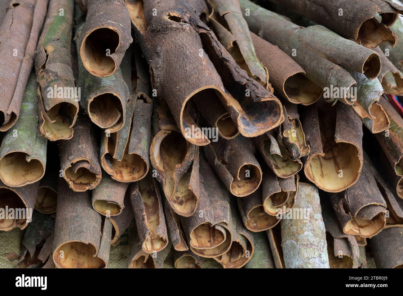 VIETNAM, Yen Bai Province, village Phu Nham, cinnamon spices farming ...