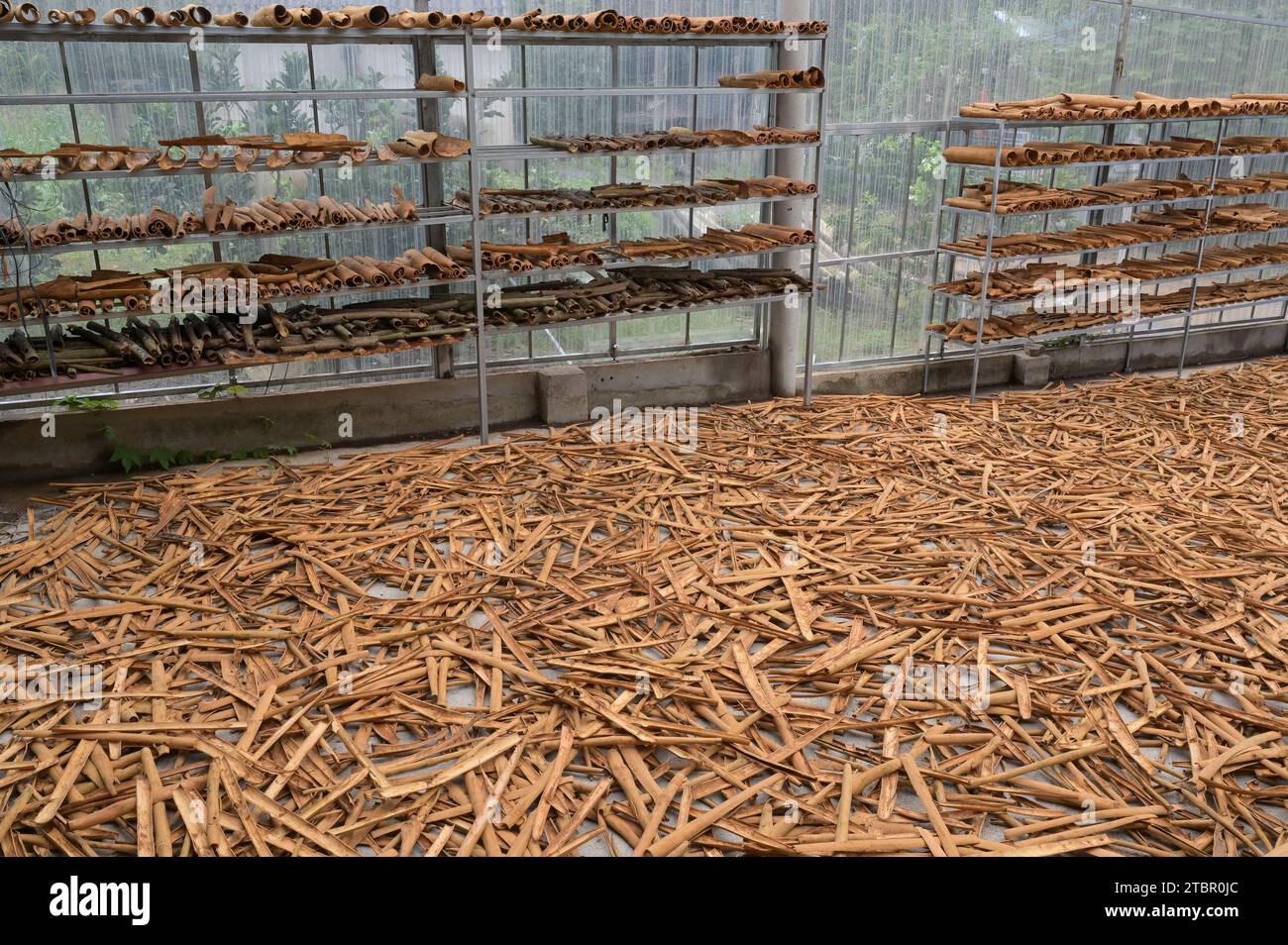 VIETNAM, Yen Bai Province, village Phu Nham, cinnamon spices farming ...