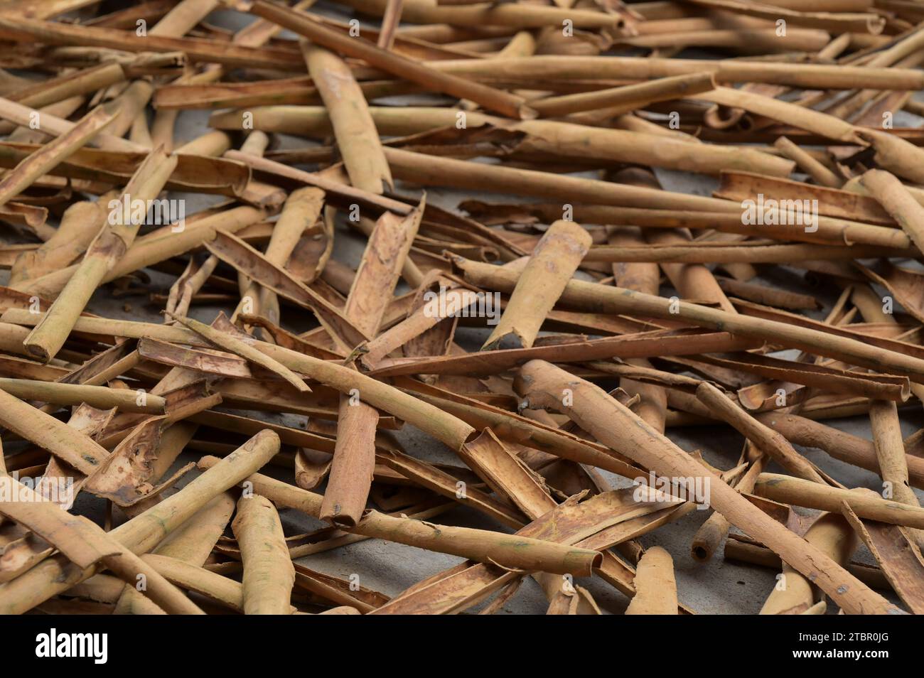 VIETNAM, Yen Bai Province, village Phu Nham, cinnamon spices farming ...