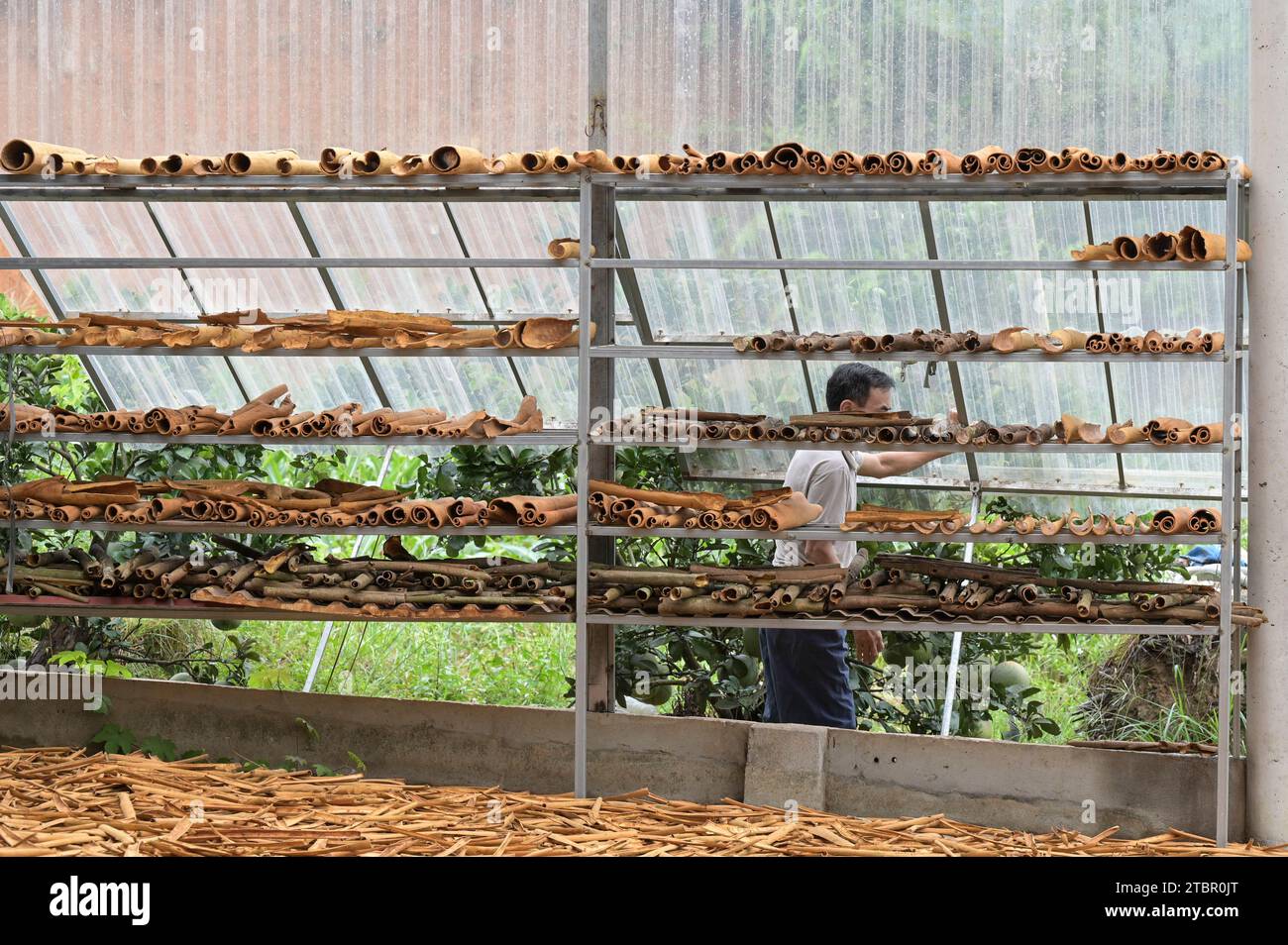 VIETNAM, Yen Bai Province, village Phu Nham, cinnamon spices farming ...