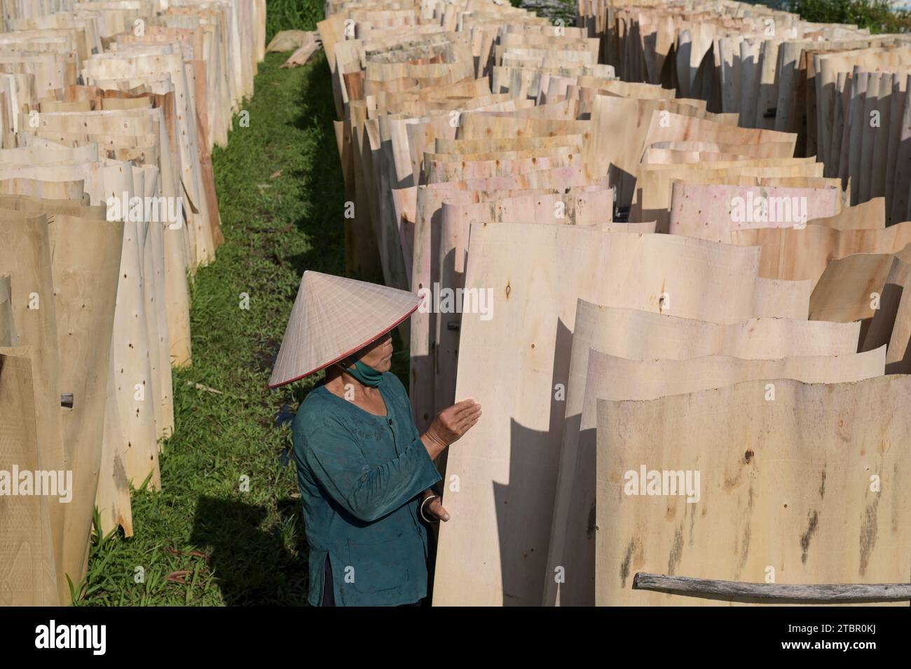 VIETNAM, Yen Bai Province, village Cam Nhan, woman dry thin timber ...