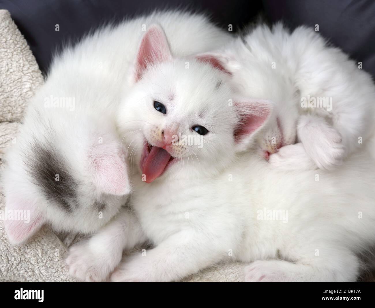 One Month Old Turkish Angora Cross Kittens in Cat Bed one Yawning ...