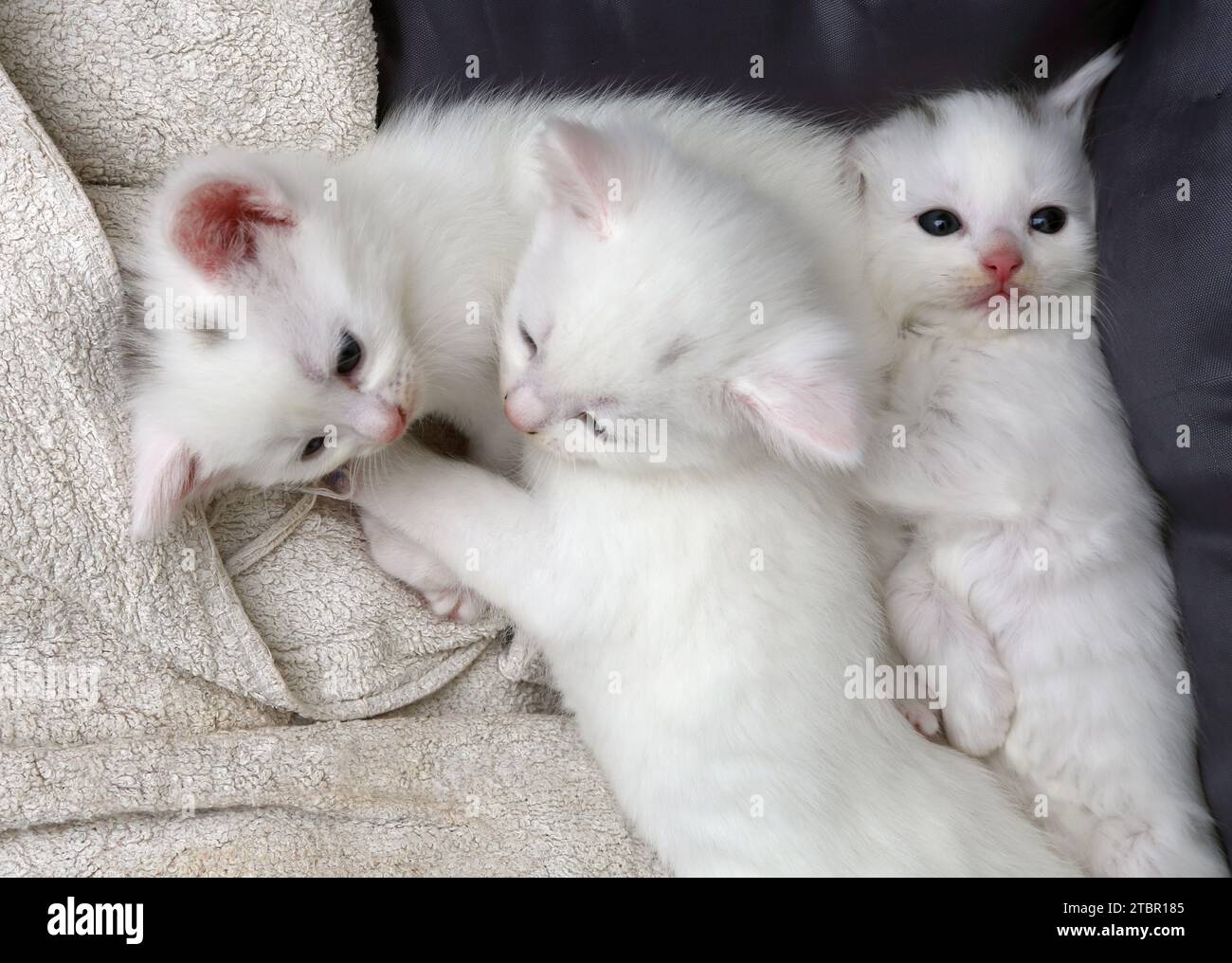 One Month Old Turkish Angora Cross Kittens Laying in Cat Bed Surrey ...