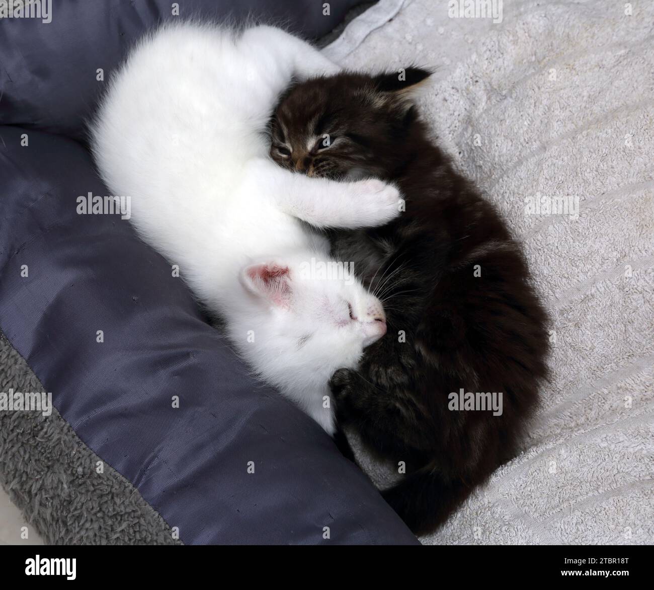 Two One Month Old Turkish Angora Cross Kittens one white one Tabby ...