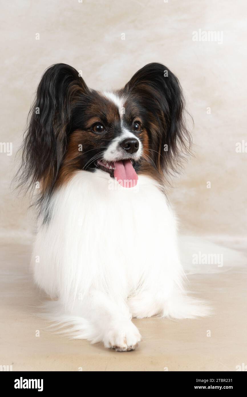 Black and white papillon dog hi-res stock photography and images - Alamy