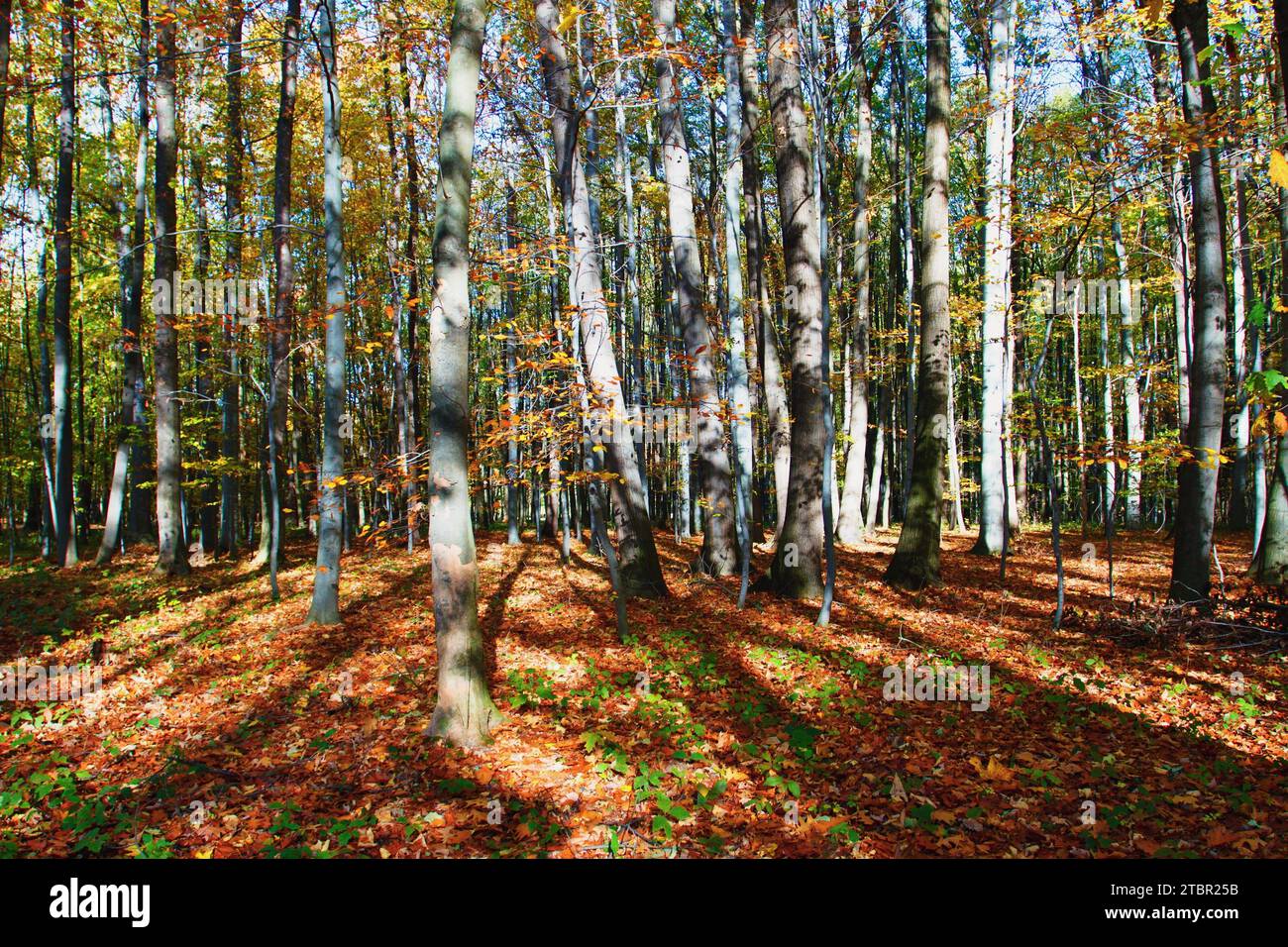 Belsky les hi-res stock photography and images - Alamy