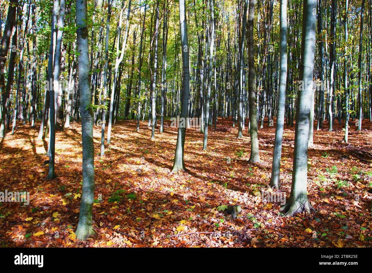 Belsky les hi-res stock photography and images - Alamy