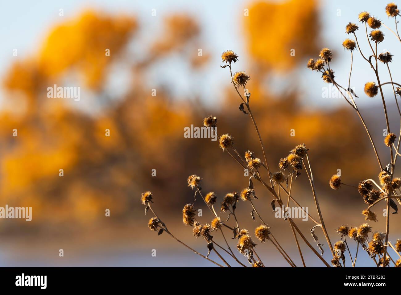 Dried flowers against golden bokeh of trees in New Mexico's Bosque del ...