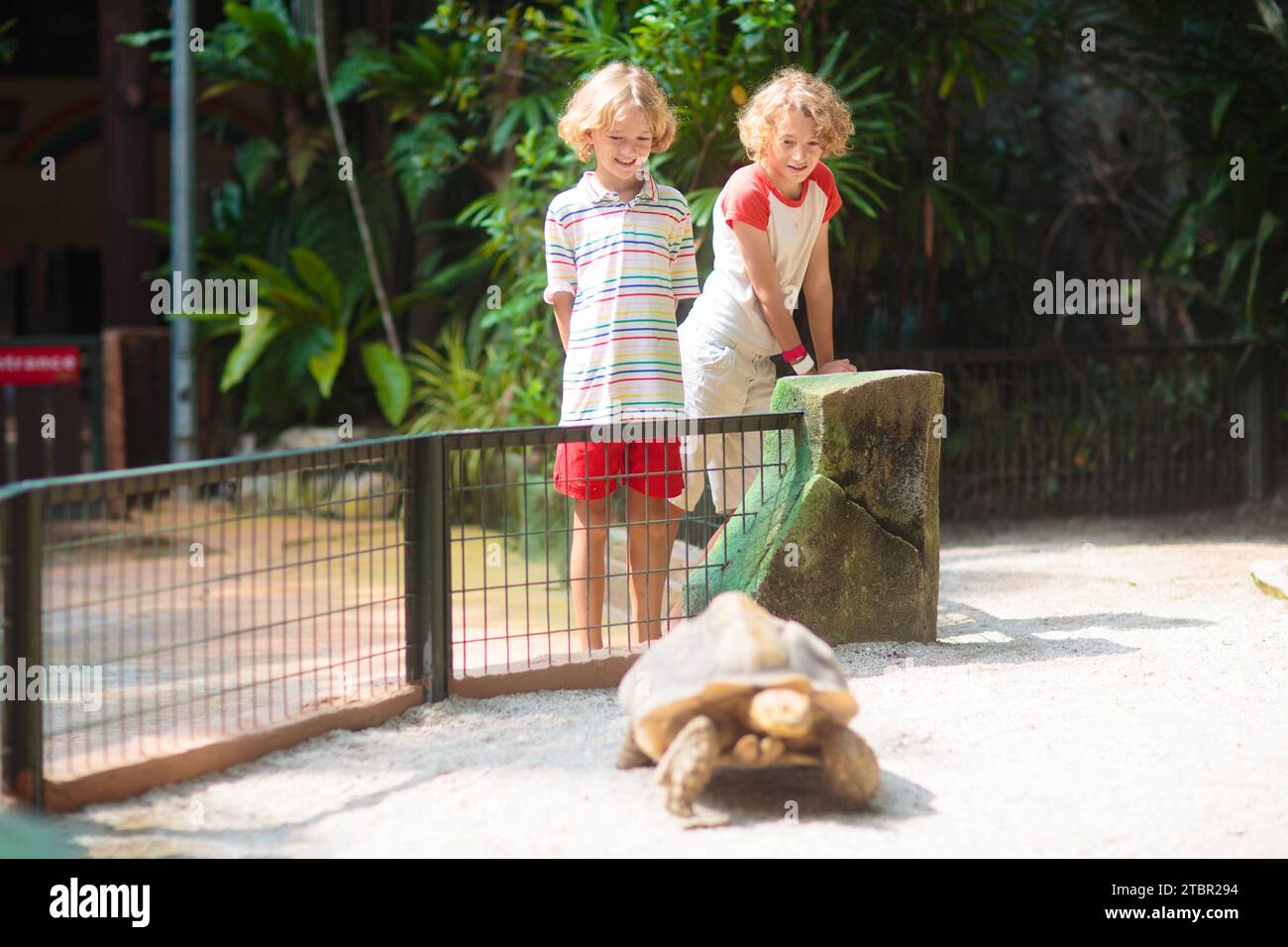 Kids feed animals at petting zoo. Family day trip to safari park. Child ...