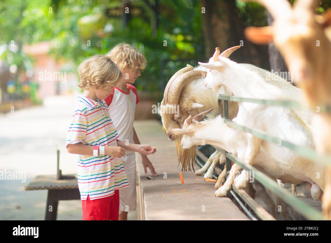 Kids feed animals at petting zoo. Family day trip to safari park. Child ...
