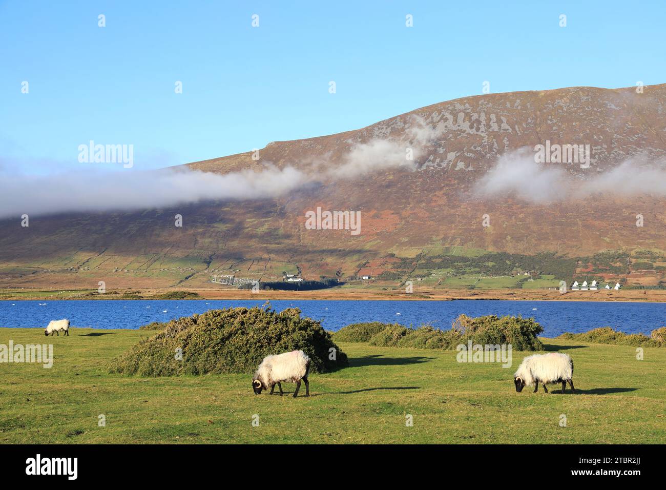 Sheep grazing near lake against backdrop of misty mountain and blue sky ...