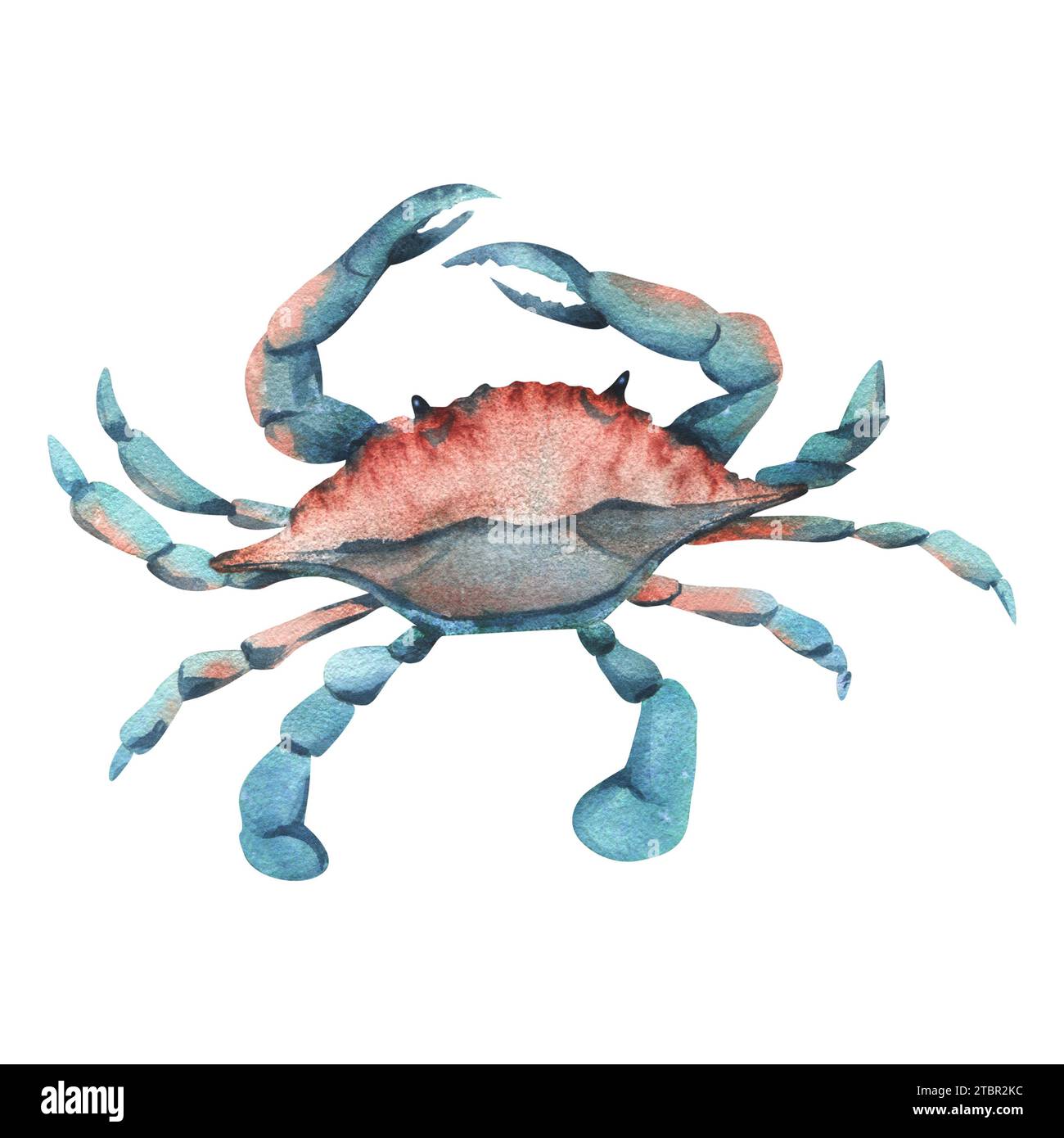Blue crab top view in turquoise and coral color. Hand drawn watercolor ...