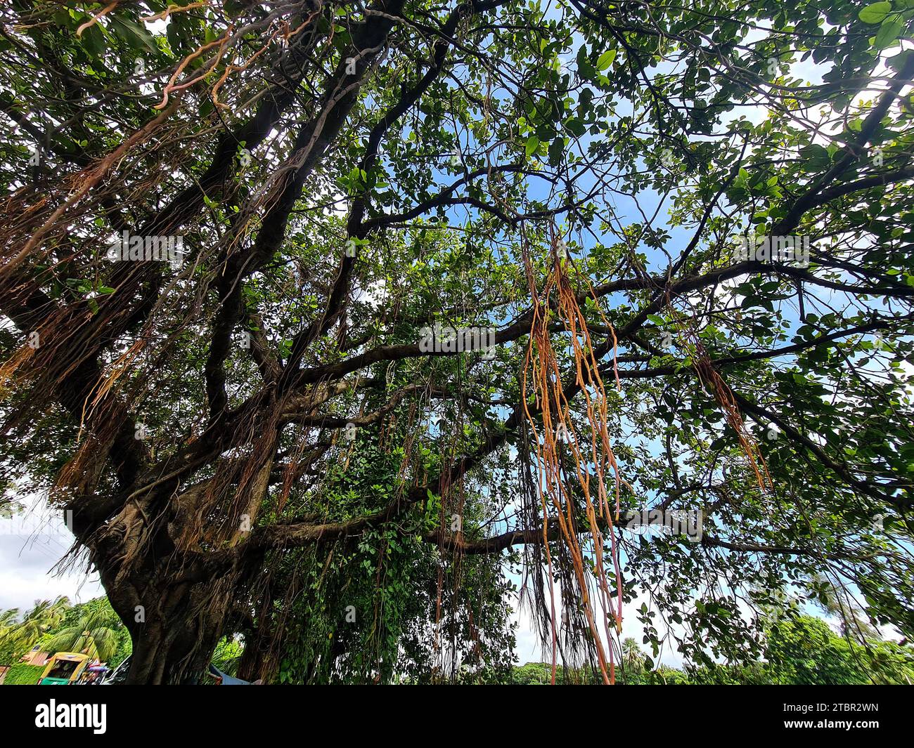 The pattern of tree at West Bengal, India Stock Photo - Alamy