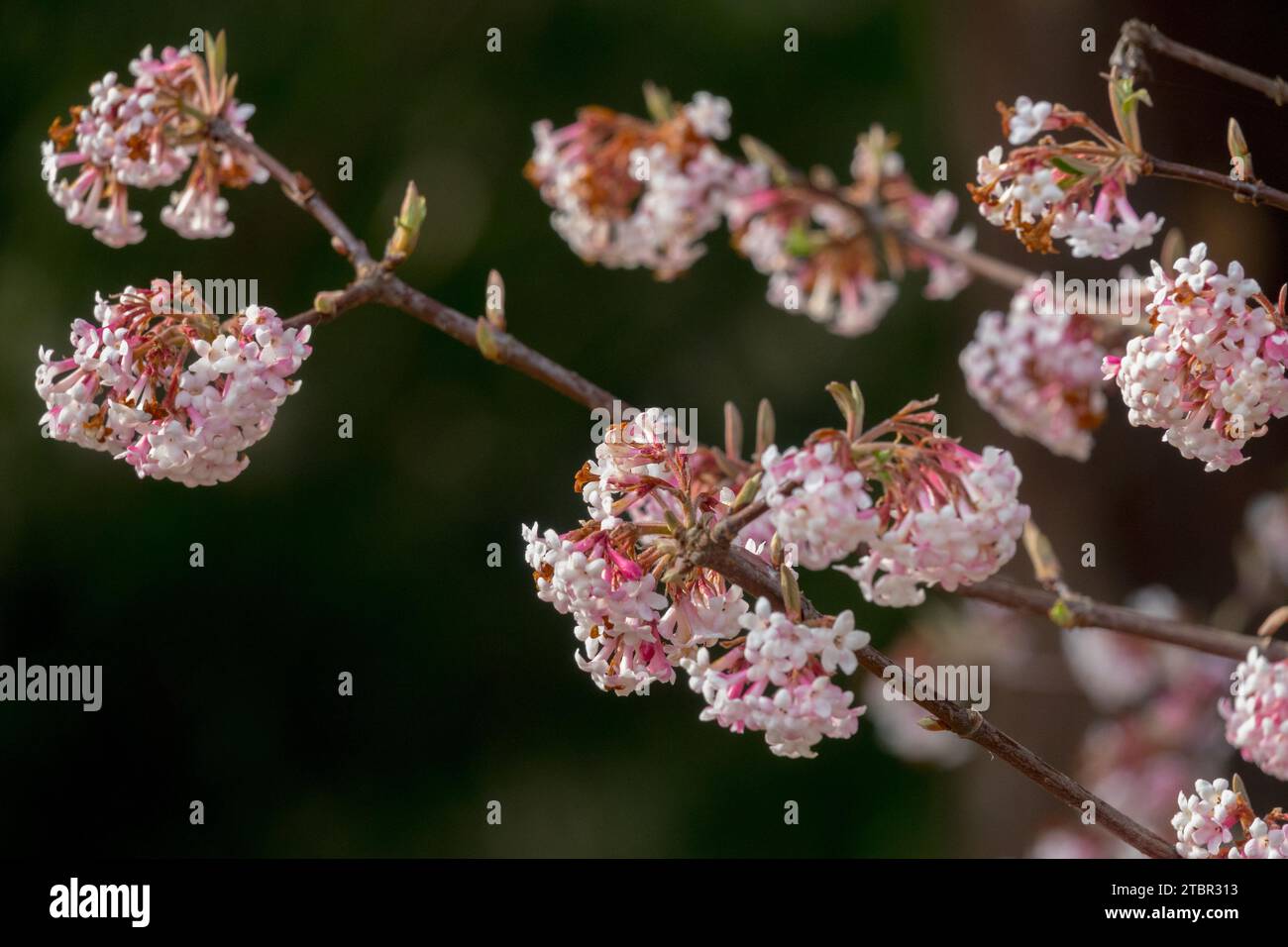 Beige, Arrowwood, Blooming, February, Plant, Winter, flowering, Shrub ...
