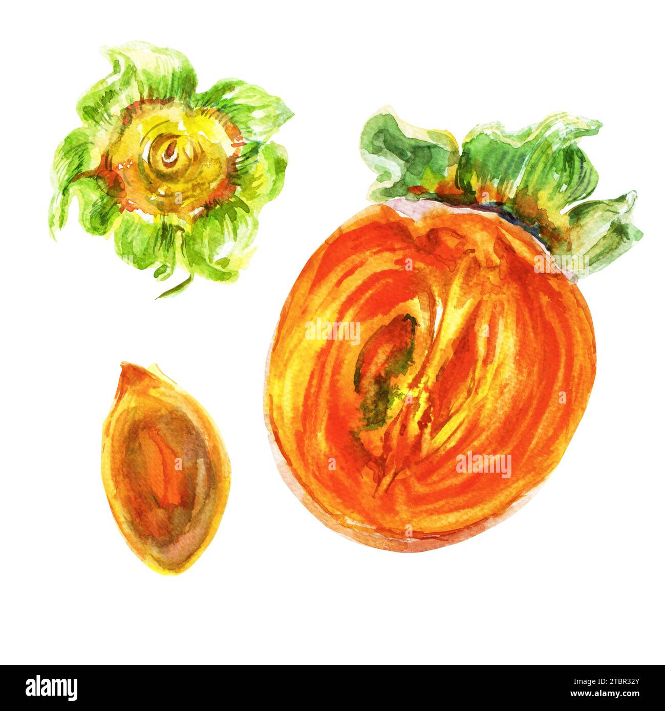 Hand drawn watercolor persimmon set, isolated on white background ...