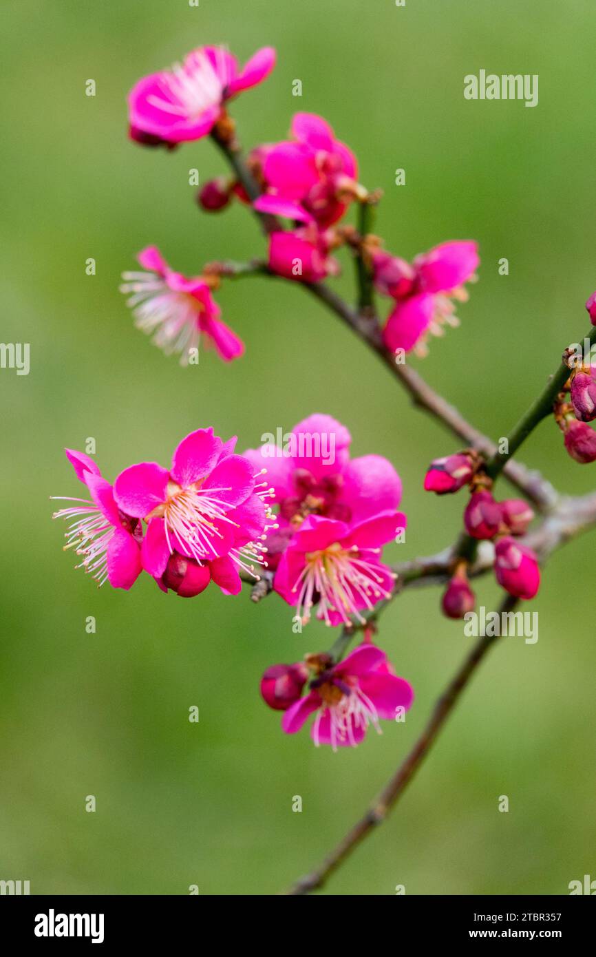 Rose, Colour of blossoms on Twig, Winter, flowering, Plant, Prunus mume ...