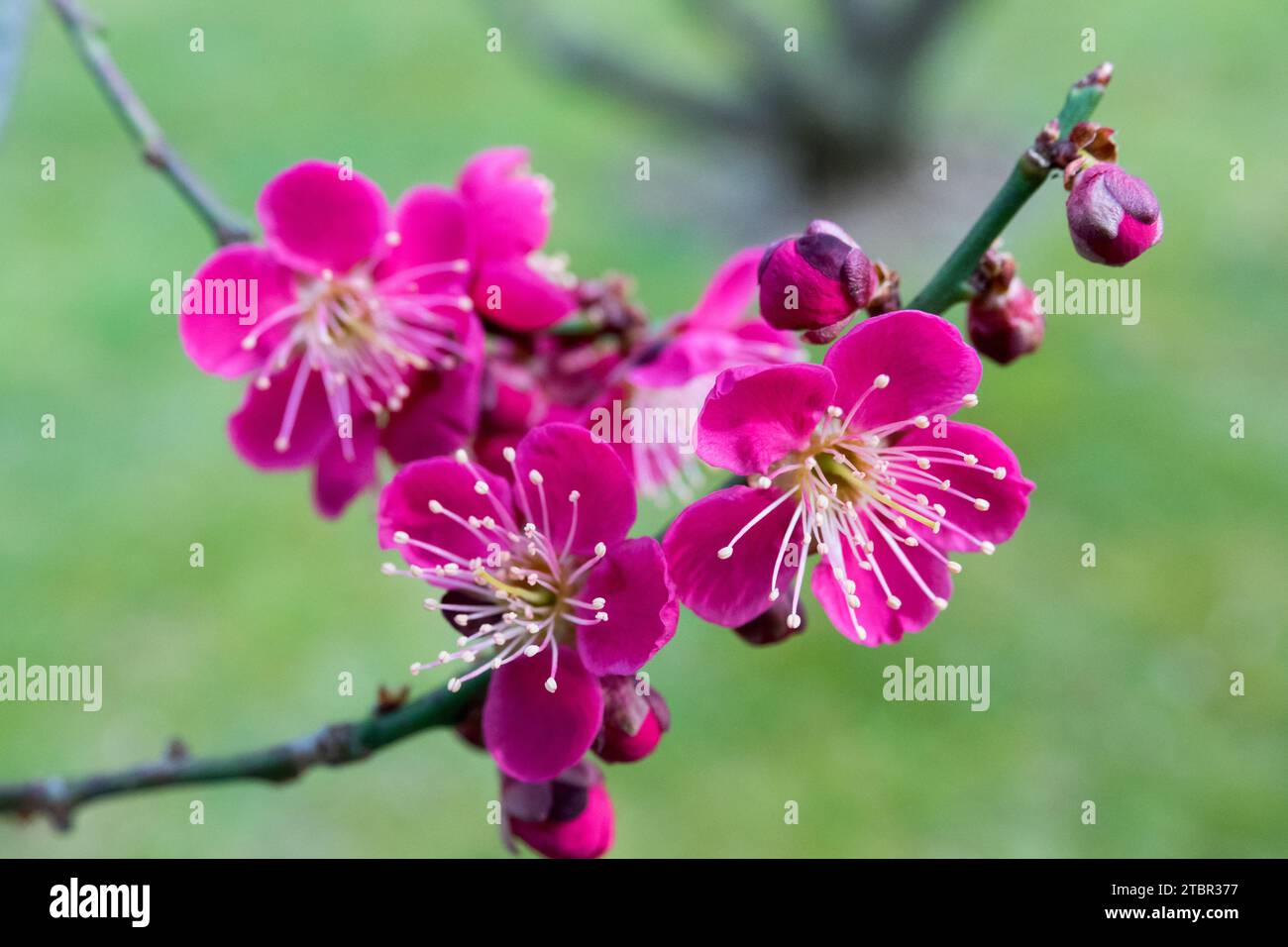 Prunus mume europe hi-res stock photography and images - Alamy