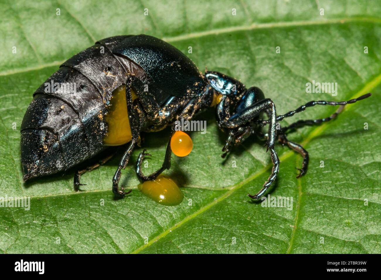 American Oil Beetle - Meloe americanus Stock Photo - Alamy
