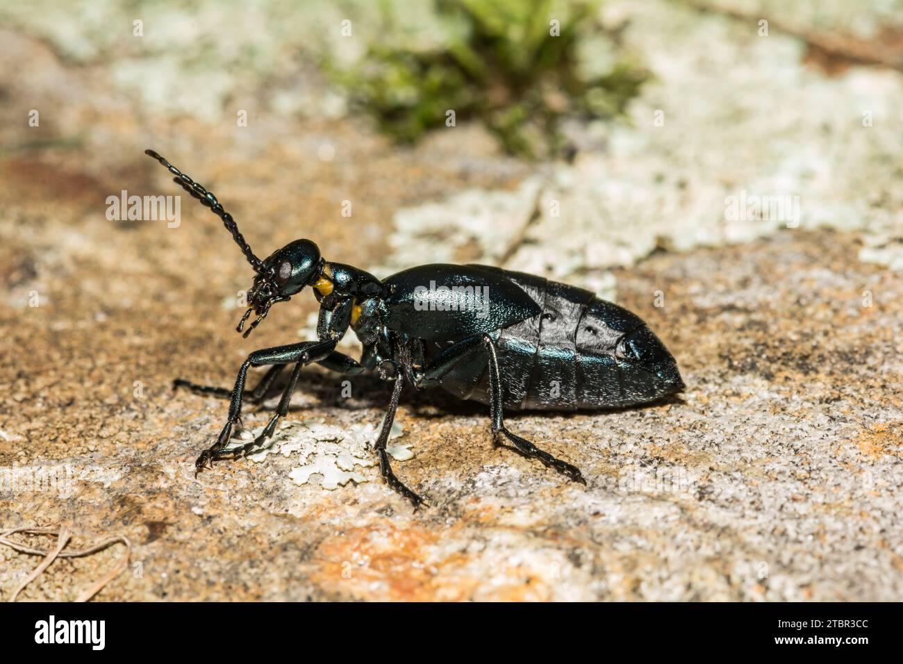 Oil beetle hi-res stock photography and images - Alamy