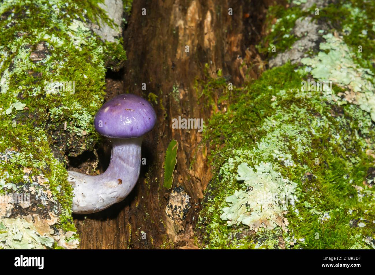 Viscid fungi hi-res stock photography and images - Alamy