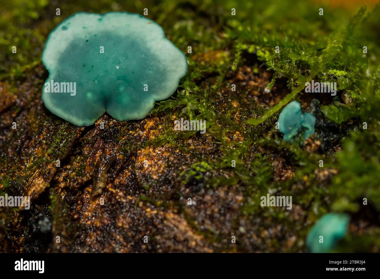 Chlorociboria hi-res stock photography and images - Alamy