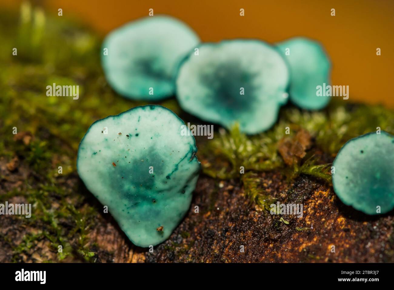 Green Elfcup - Chlorociboria aeruginascens Stock Photo - Alamy