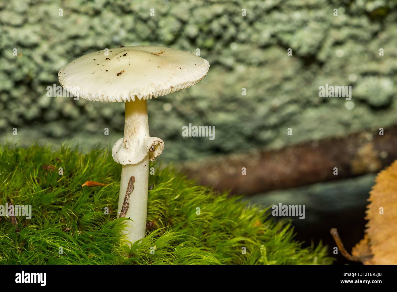 Death cap mushroom hi-res stock photography and images - Alamy