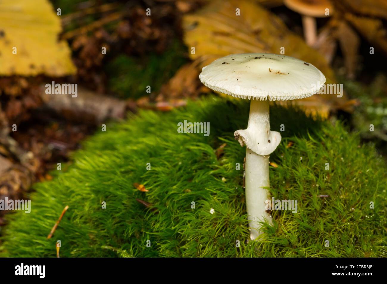 Death cap mushroom hi-res stock photography and images - Alamy