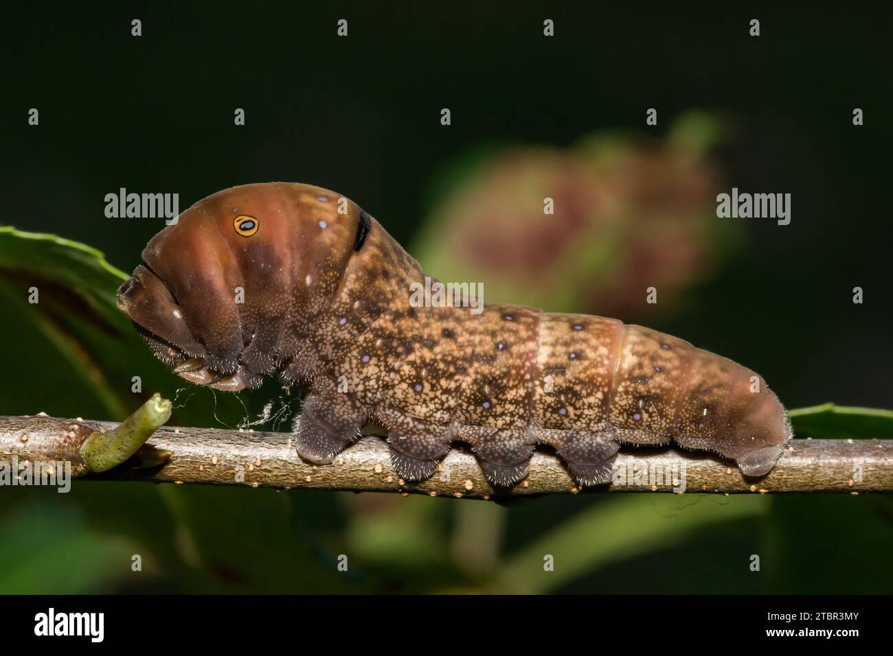 Tiger swallowtail caterpillar hi-res stock photography and images - Alamy