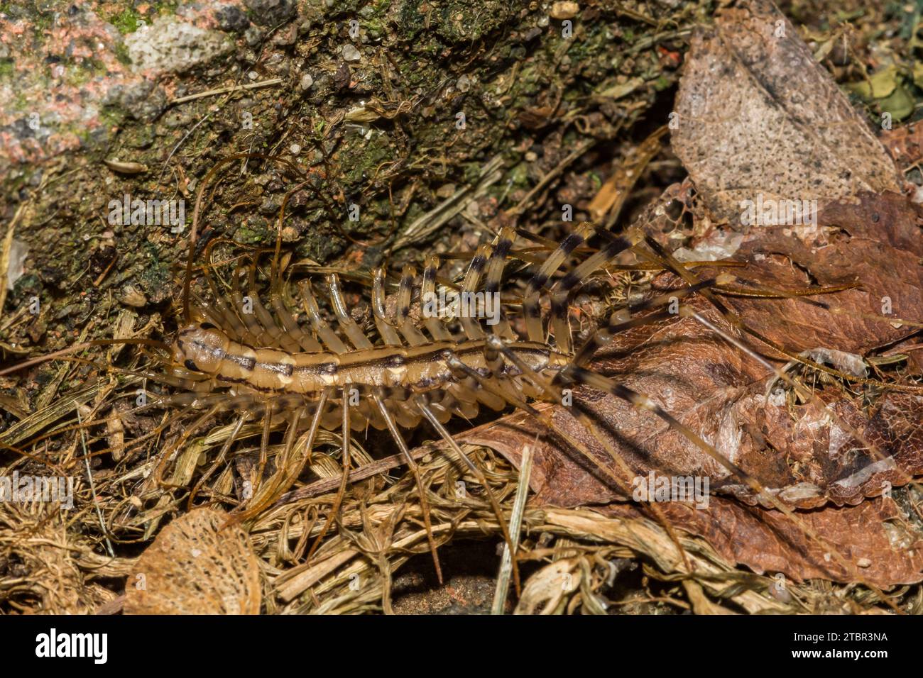 House Centipede - Scutigera coleoptrata Stock Photo - Alamy