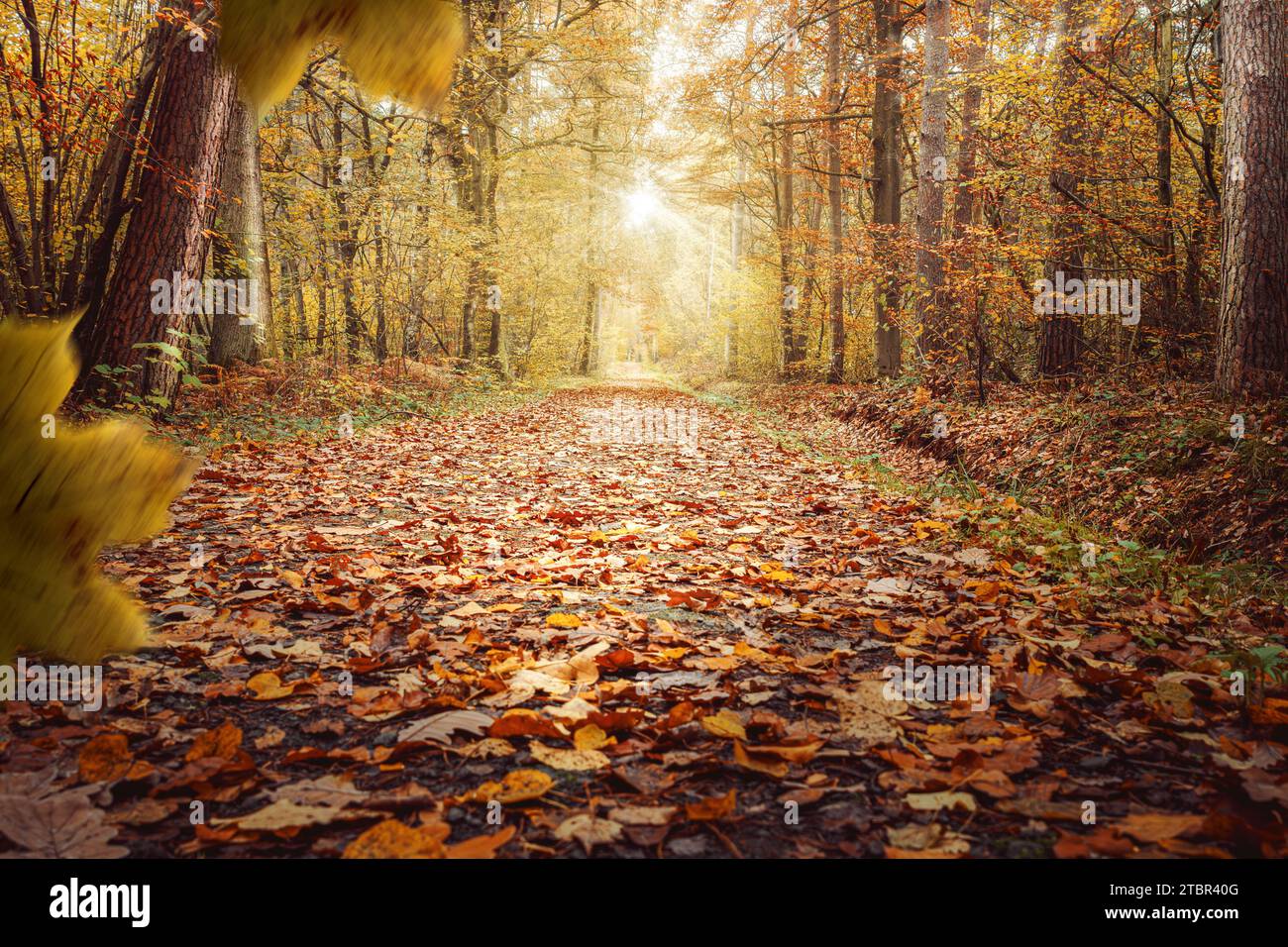 Lens flare bright autumn sunbeams hi-res stock photography and images ...
