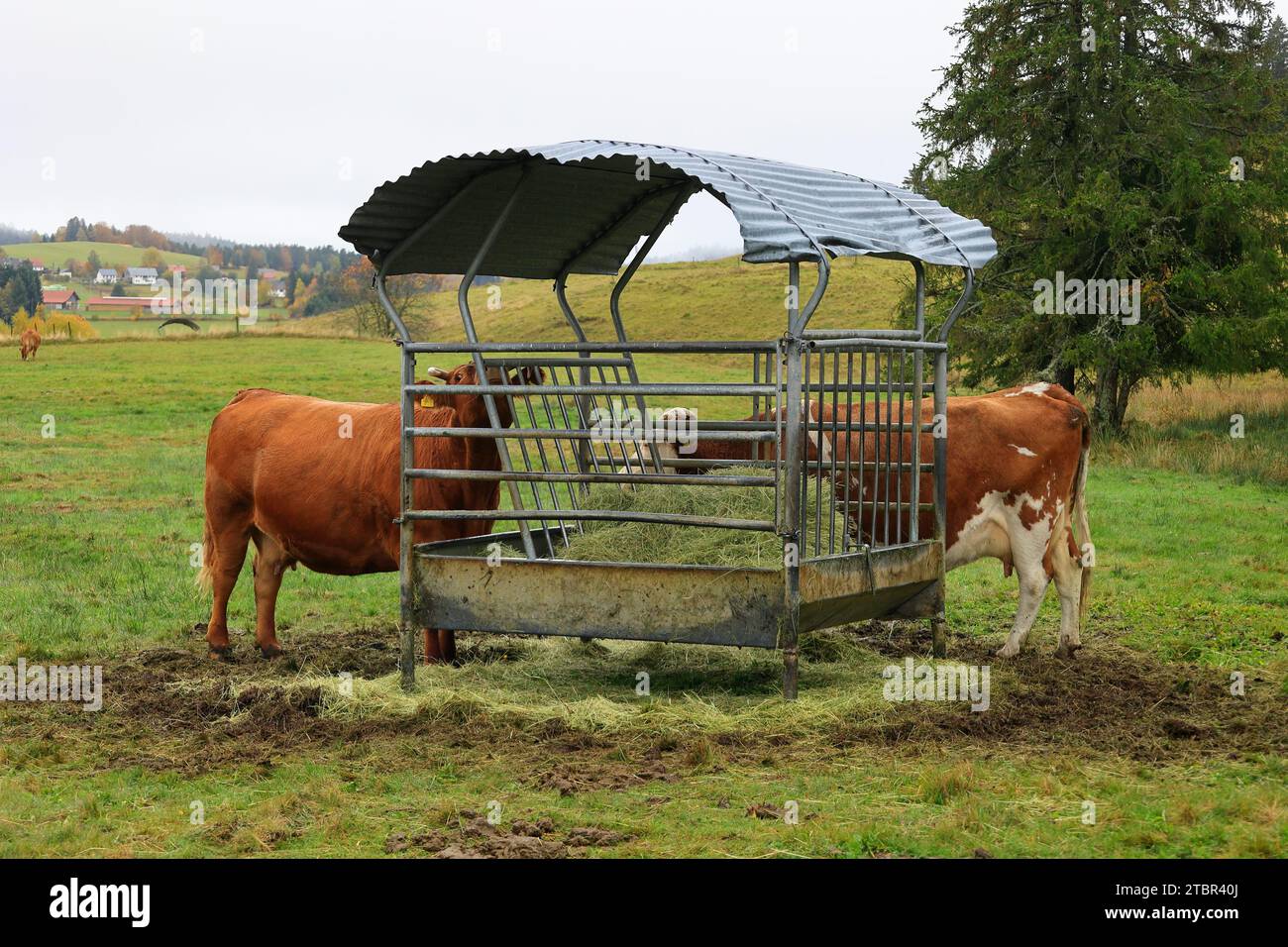 Cow stands at a feeding place and eats hay Stock Photo - Alamy