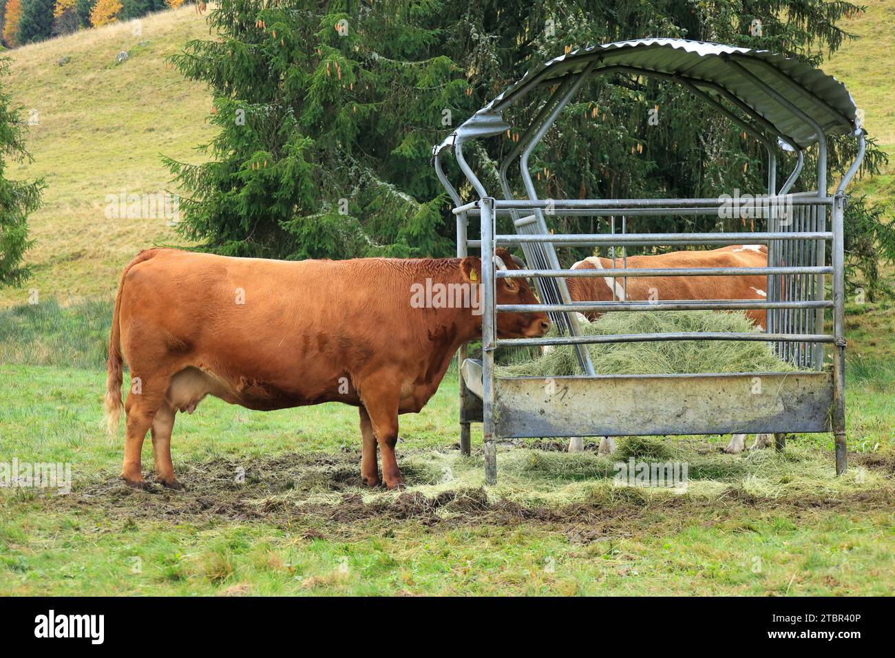 Cow stands at a feeding place and eats hay Stock Photo - Alamy