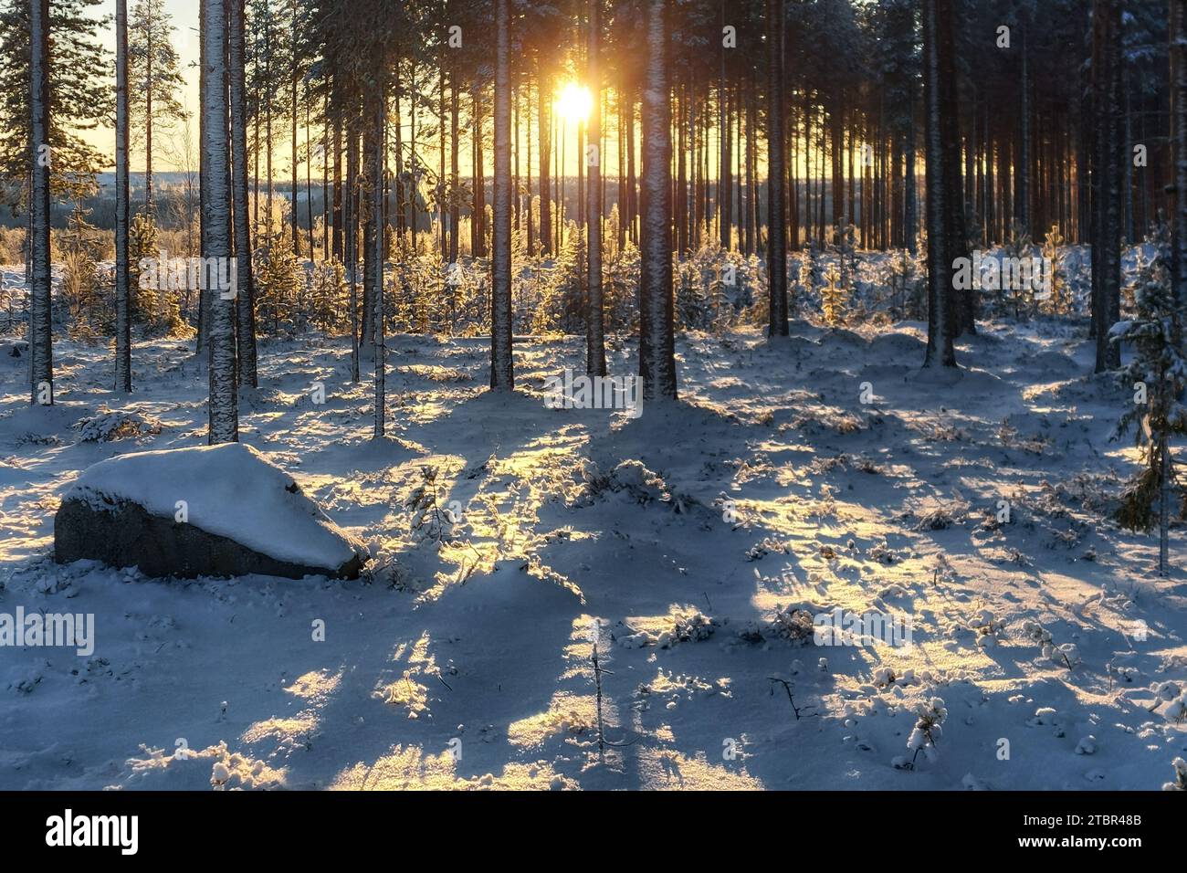 Backlit winter evening forest in northern Sweden Stock Photo - Alamy
