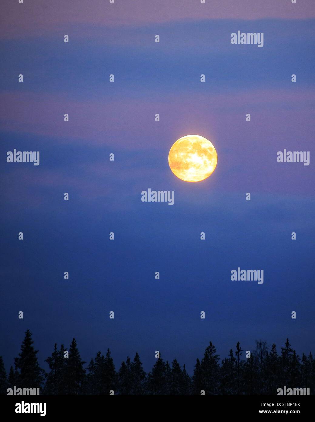 Rising full moon with tree silhouettes and clouds Stock Photo - Alamy