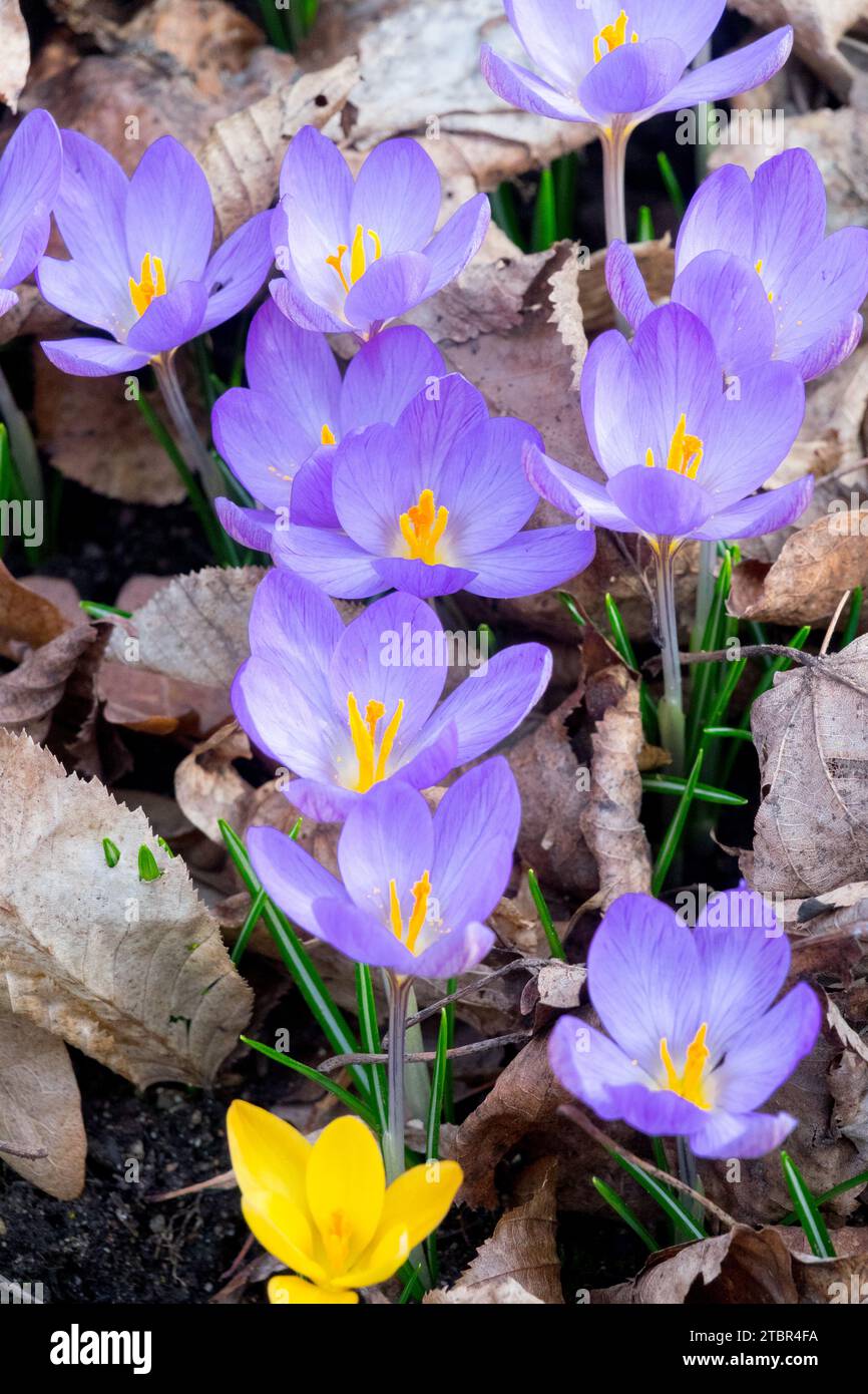 Pale Blue Crocus etruscus "Zwanenburg", Flowers, Winter, flowering ...