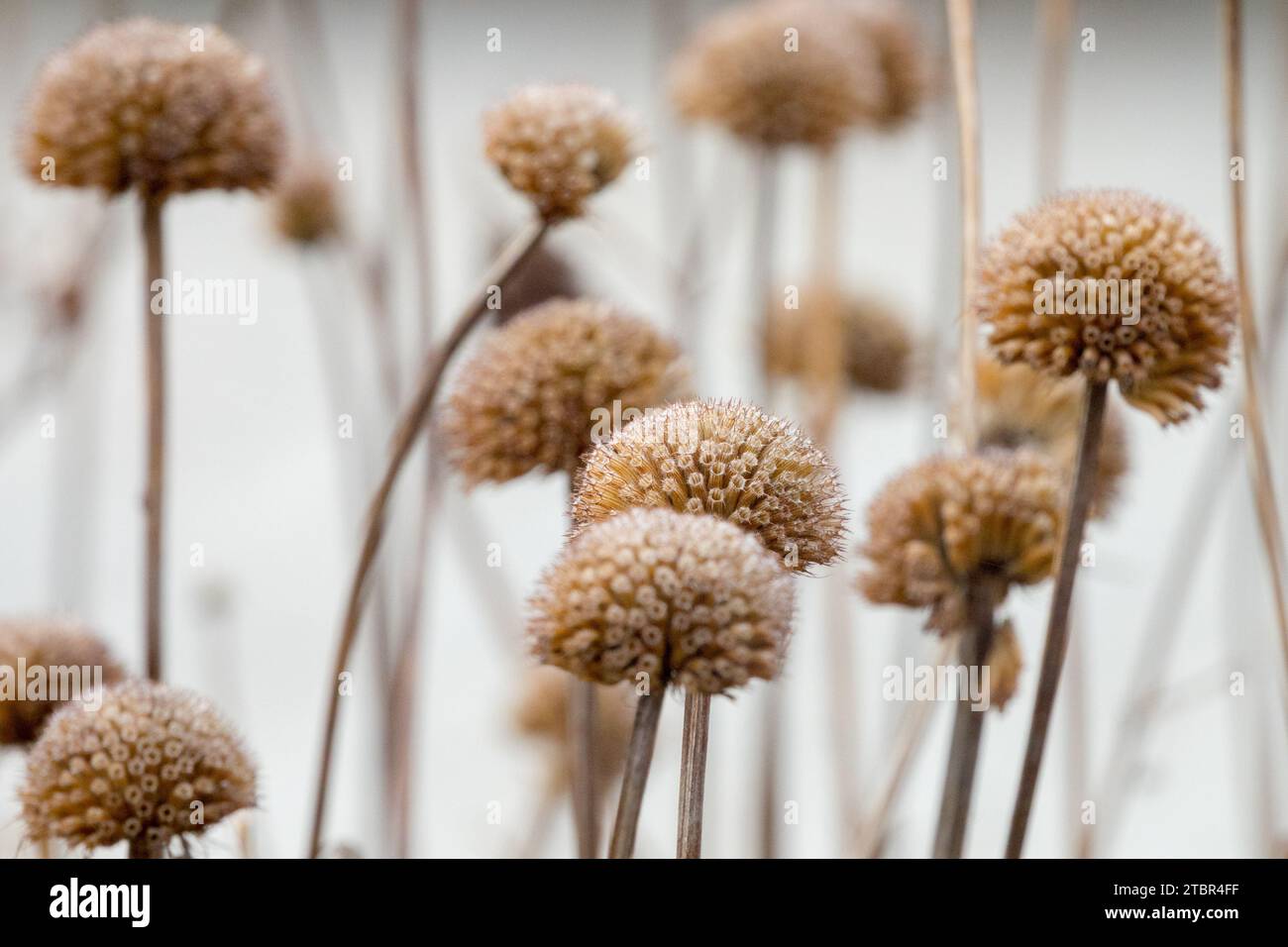 Dried, Seed heads, Monarda, Seedheads, Stems, Seeds, Deadheads, plants ...