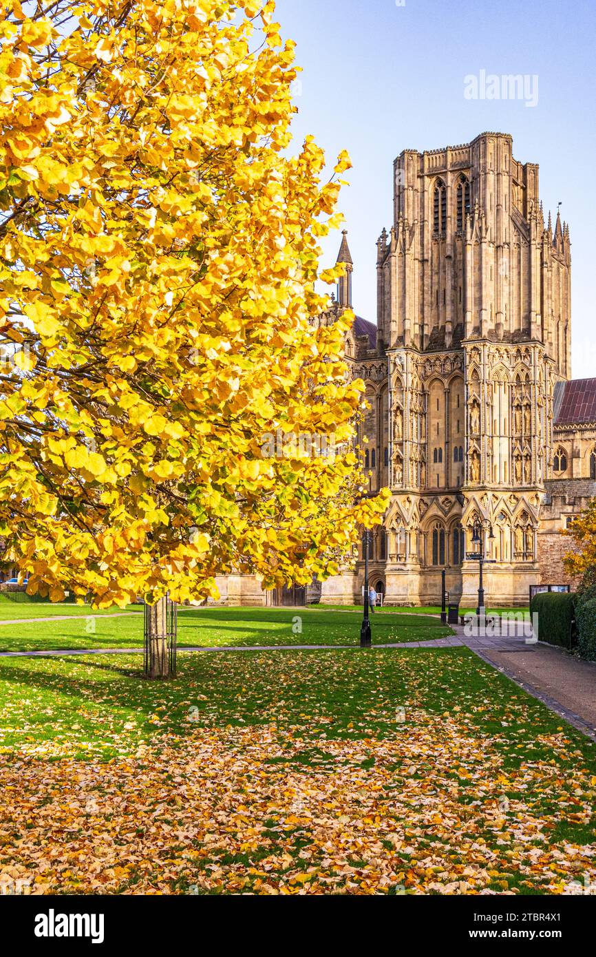 Autumn colours on the cathedral green in front of the west front of ...