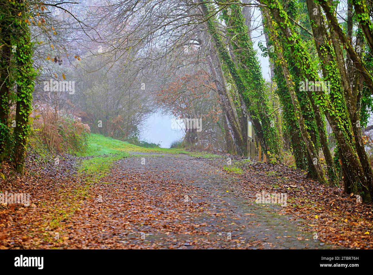 Autumn Fall Colors in Perigord National Forest, Lake Fog Southwest ...