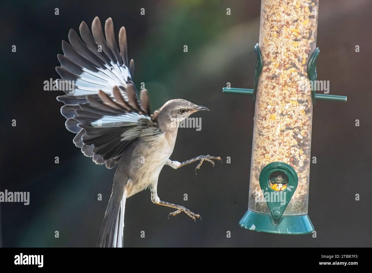 Northern mockingbird flight hi-res stock photography and images - Alamy
