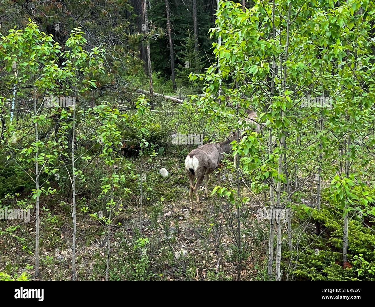 A deer walking alongside of the Maligne Lake Road near Jasper, Alberta ...