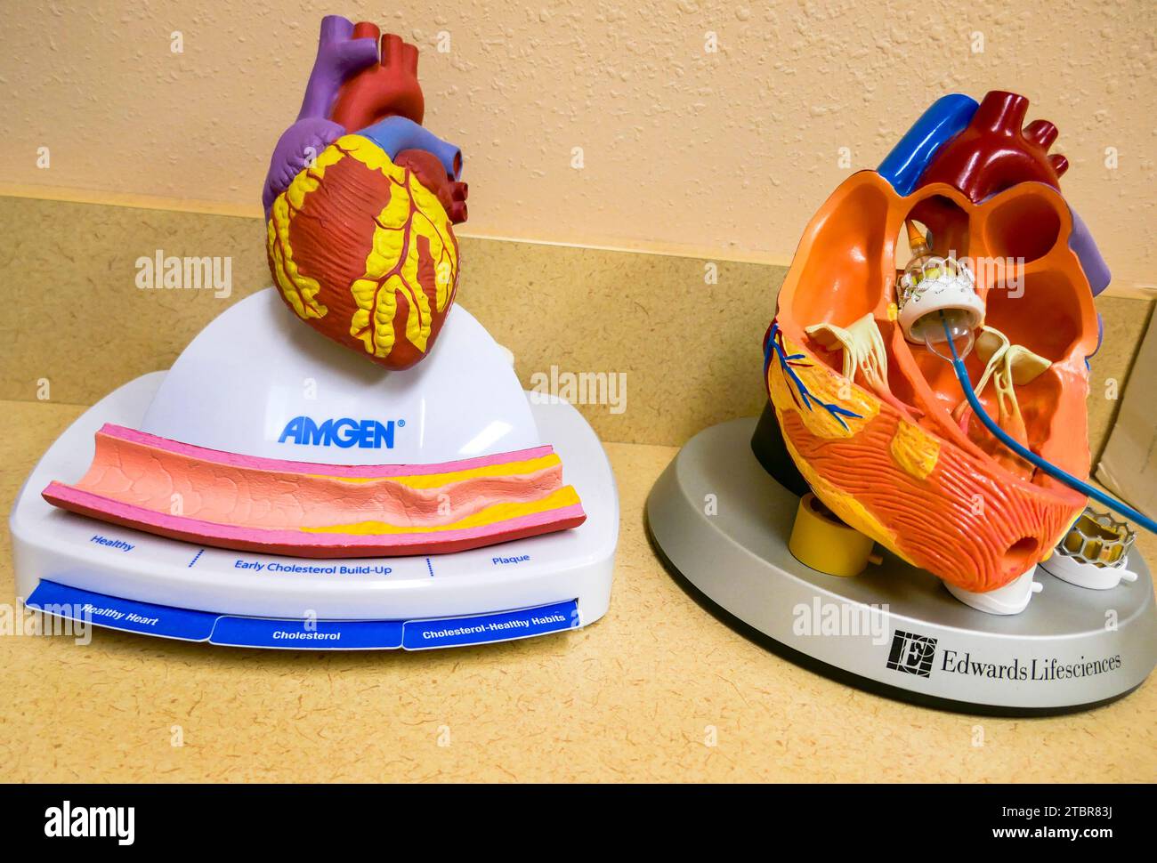 Human heart model hi-res stock photography and images - Alamy