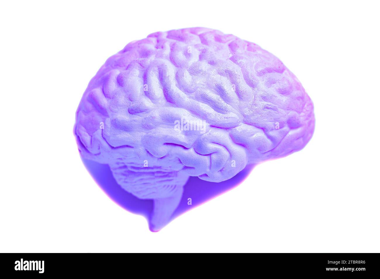 Human brain anatomical model closeup Stock Photo - Alamy
